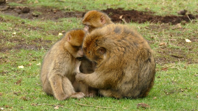 80+ Free Funny Animals & Animal Videos, HD & 4K Clips - Pixabay