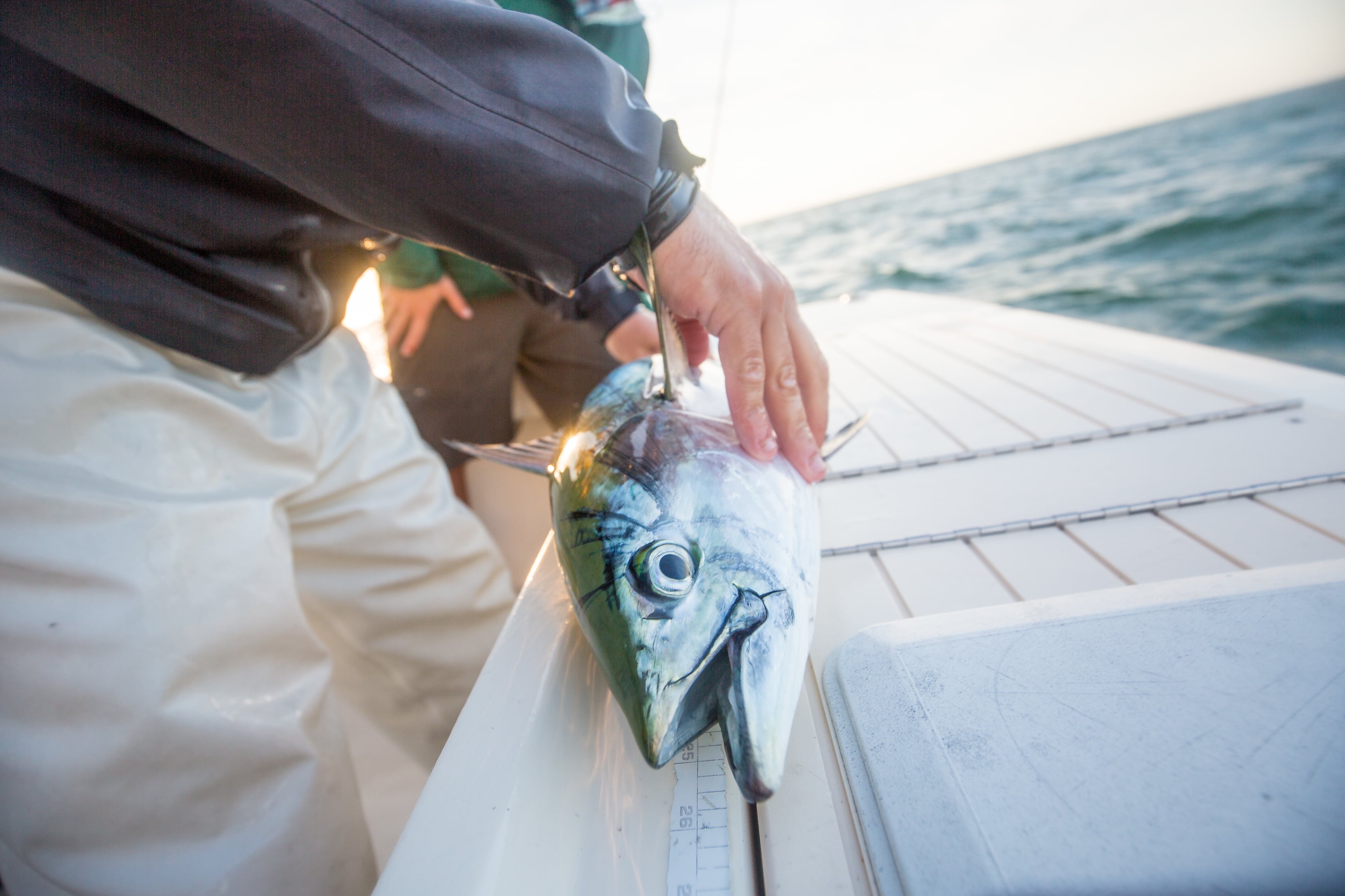Marthas Vineyard False Albacore Fly Fishing during the Derby