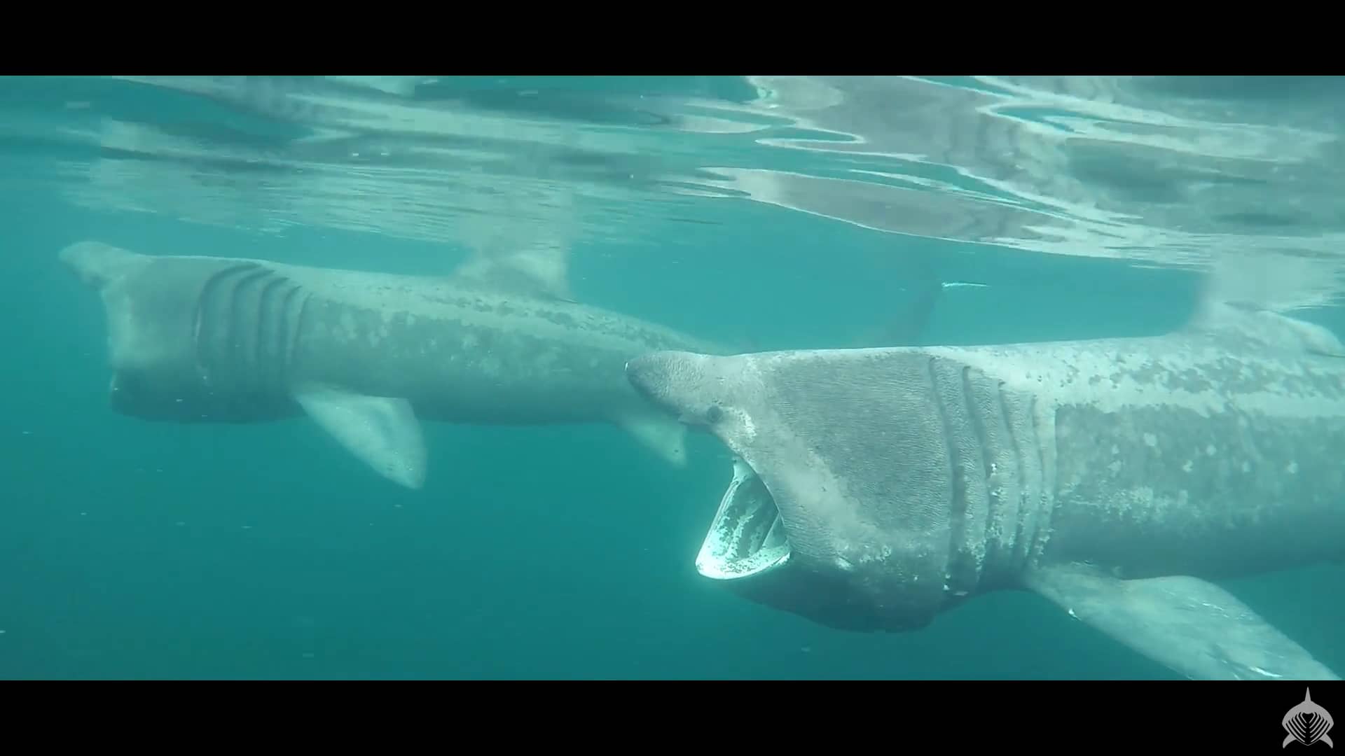 Basking Shark Scotland - 2016 Season Highlights on Vimeo