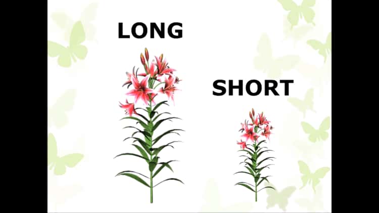 Long And Short Objects Drawing