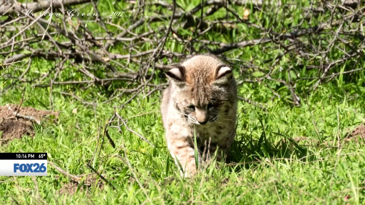 KMPH Weather Hit on Vimeo