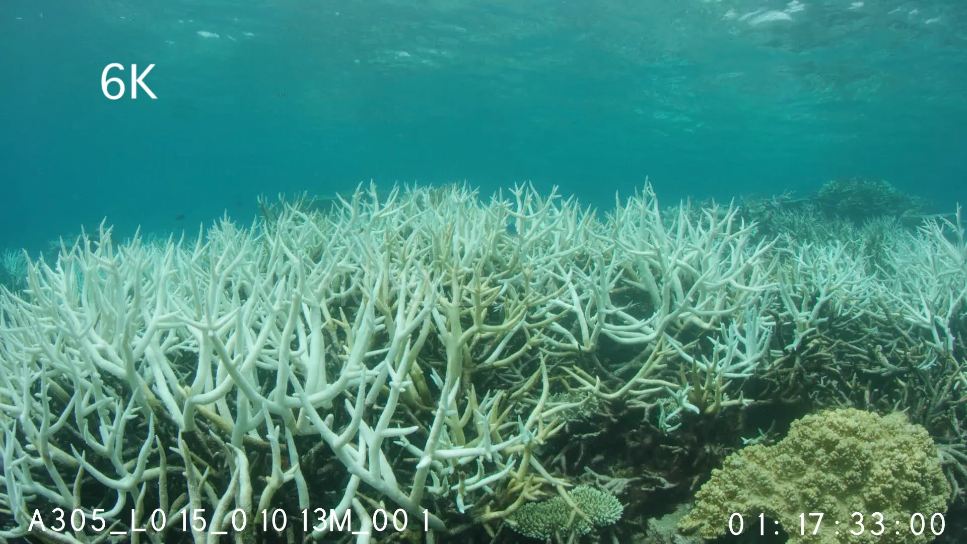 4K Bleaching & Reef Damage - Coral Bleaching Pixie Reef 2017 6K 3 on Vimeo