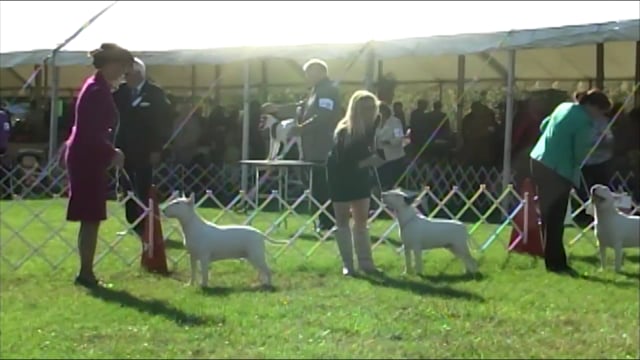 What Does Stack Mean In Dog Shows