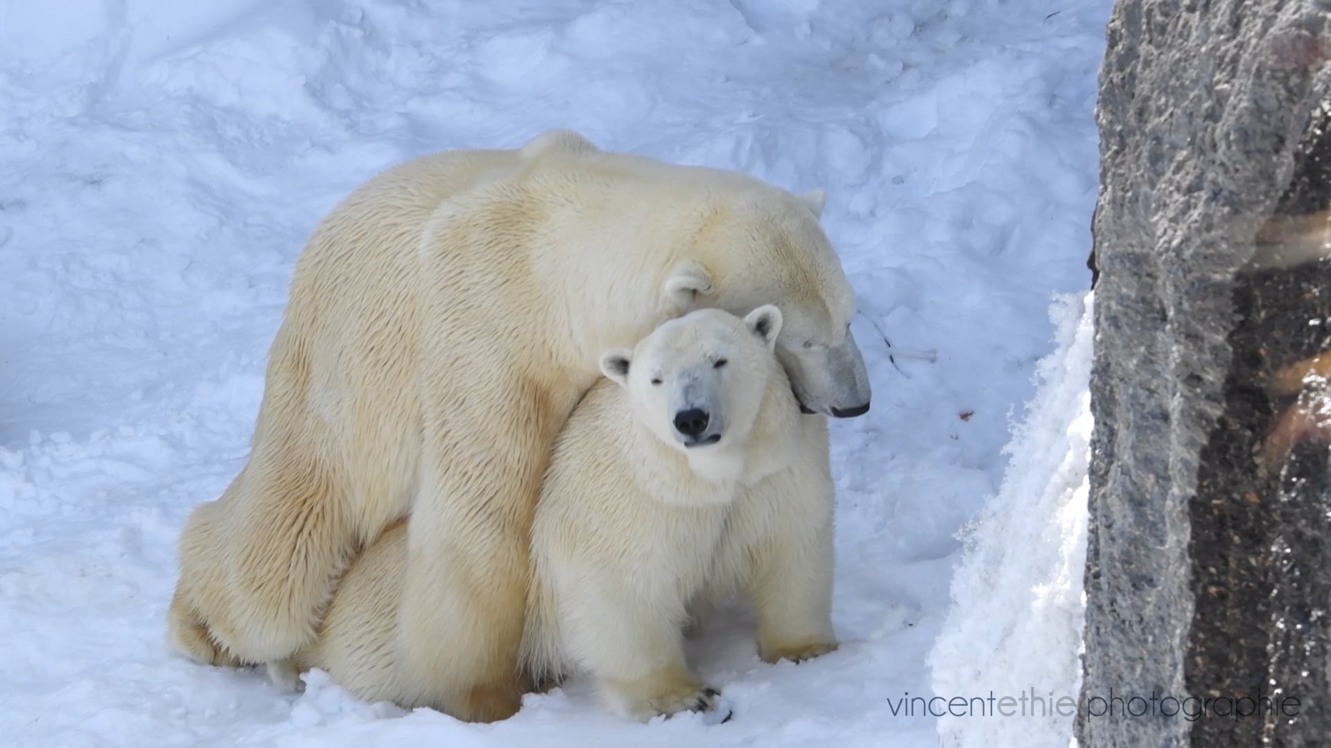 Polar bears mating on Vimeo