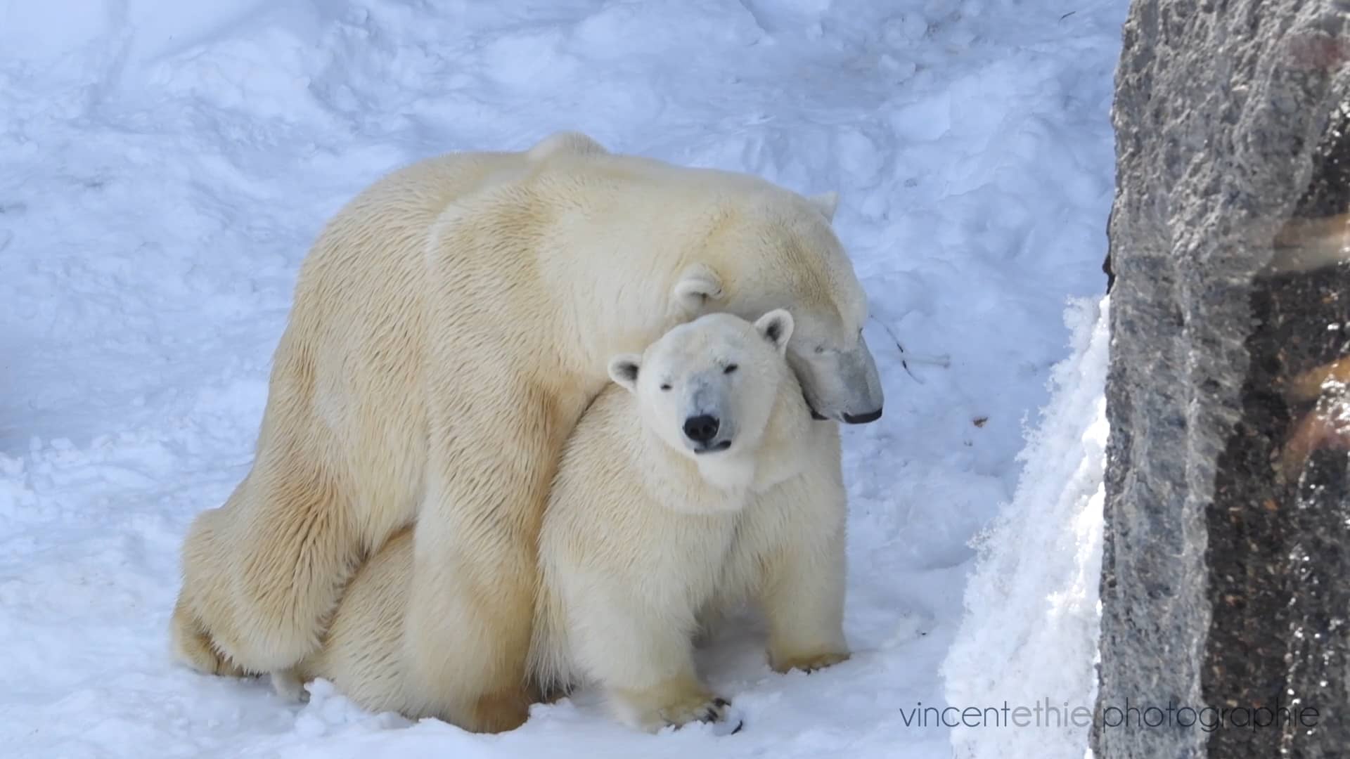 Polar bears mating on Vimeo
