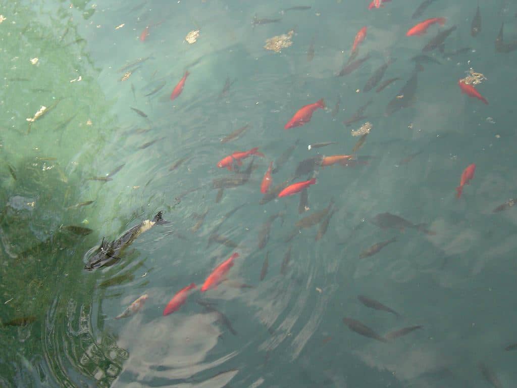 Fish attraction device on Vimeo
