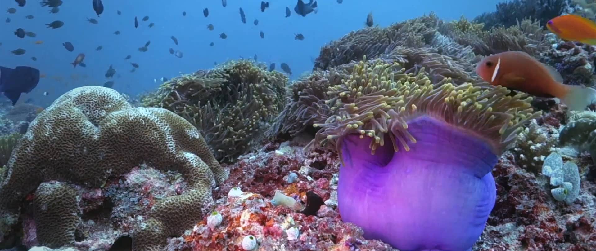 Steve Duchesne - PRINCESS on Vimeo