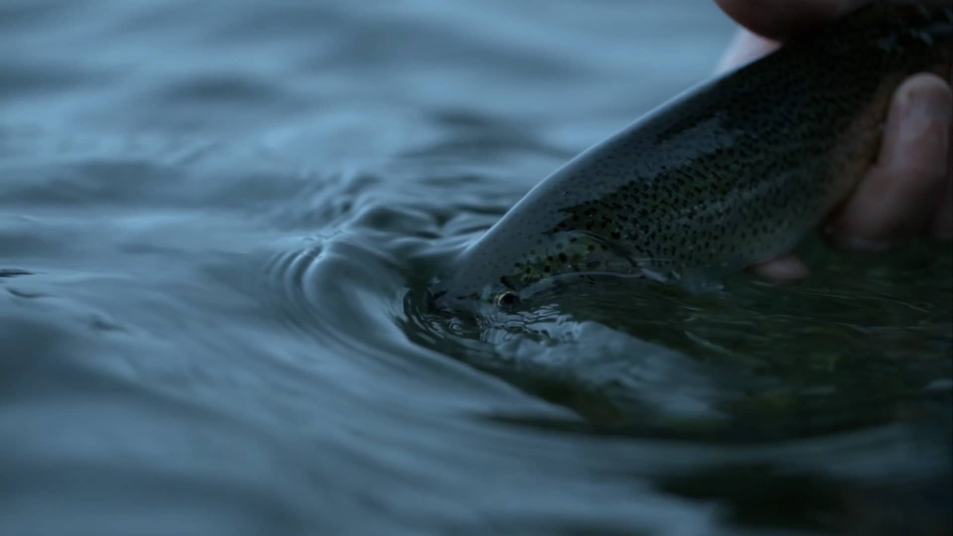 Ultra Slow Motion Fly Fishing - Phantom 4K HD on Vimeo