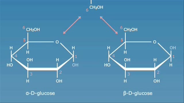 Cellulose — Science Learning Hub