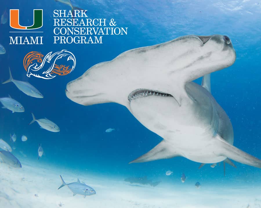 Shark Research & Conservation Program @ University of Miami on Vimeo