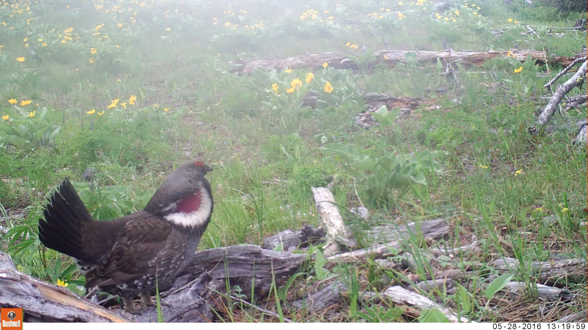 Map Videos - Dusky Grouse Mating Display on Vimeo
