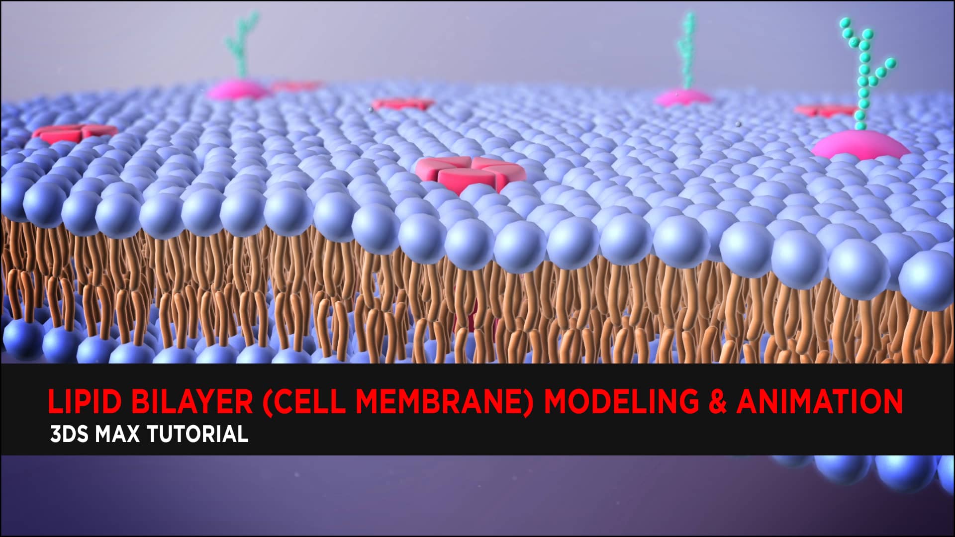 Lipid Bilayer (Cell Membrane) Modeling &Animation : Tutorial on Vimeo