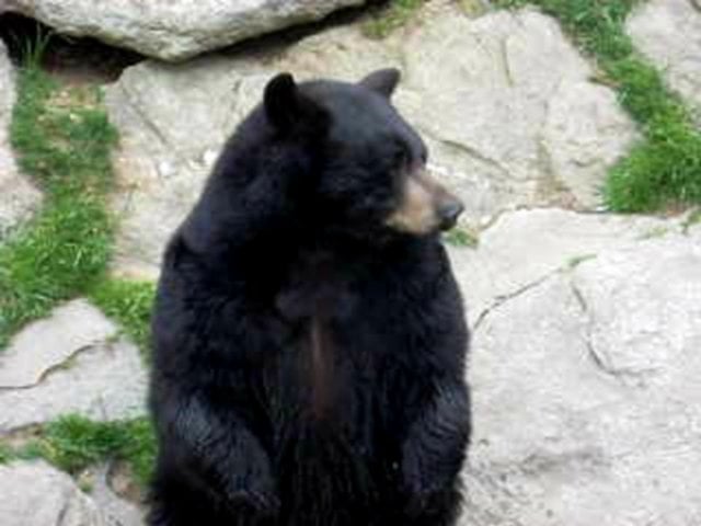 Grandfather Bears II on Vimeo