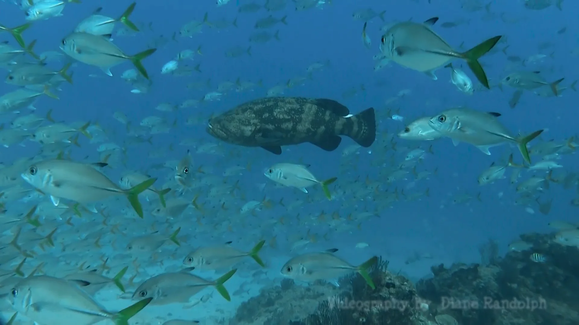 Recent Reef Dives on Vimeo