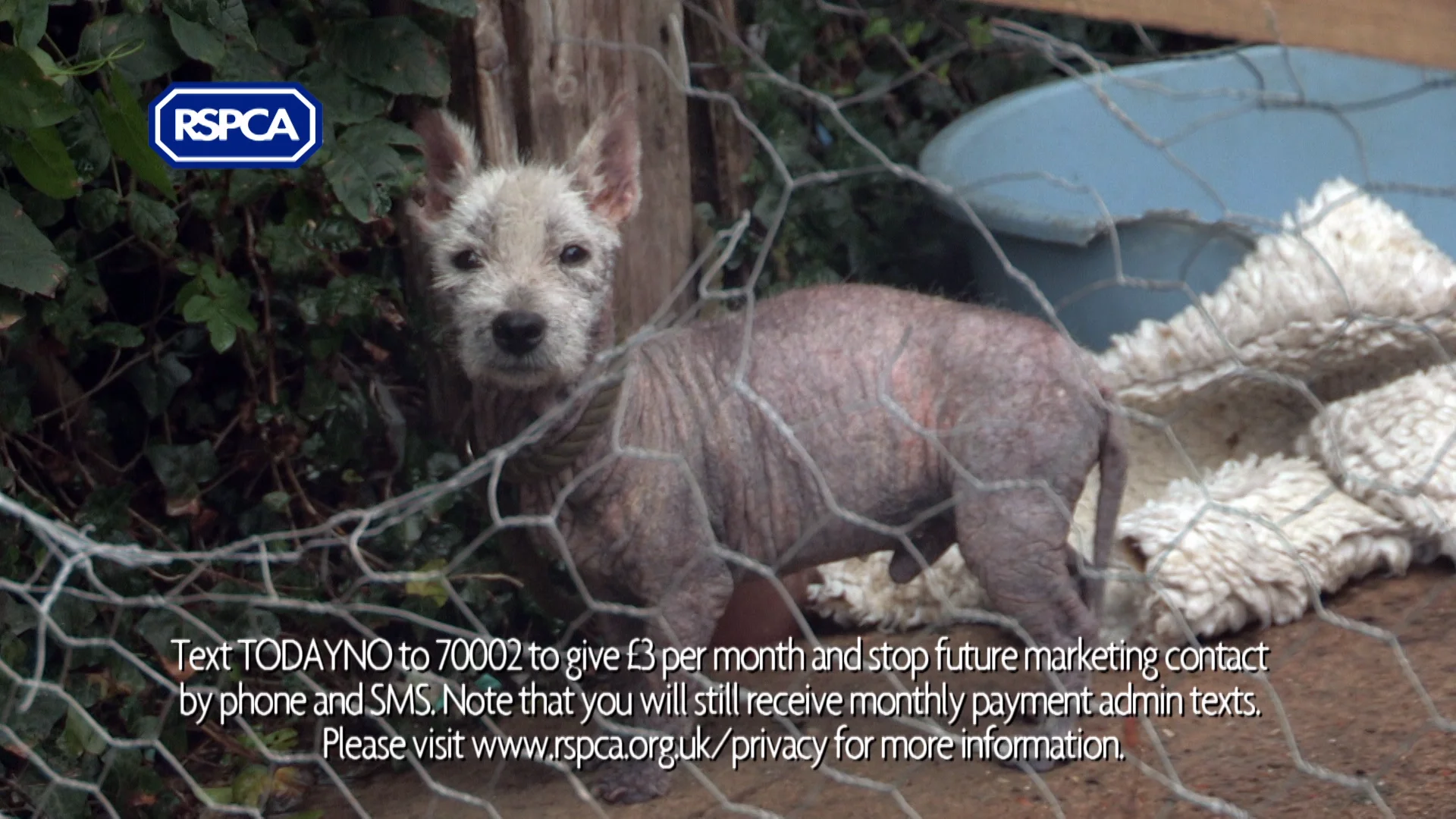 RSPCA TODAY on Vimeo