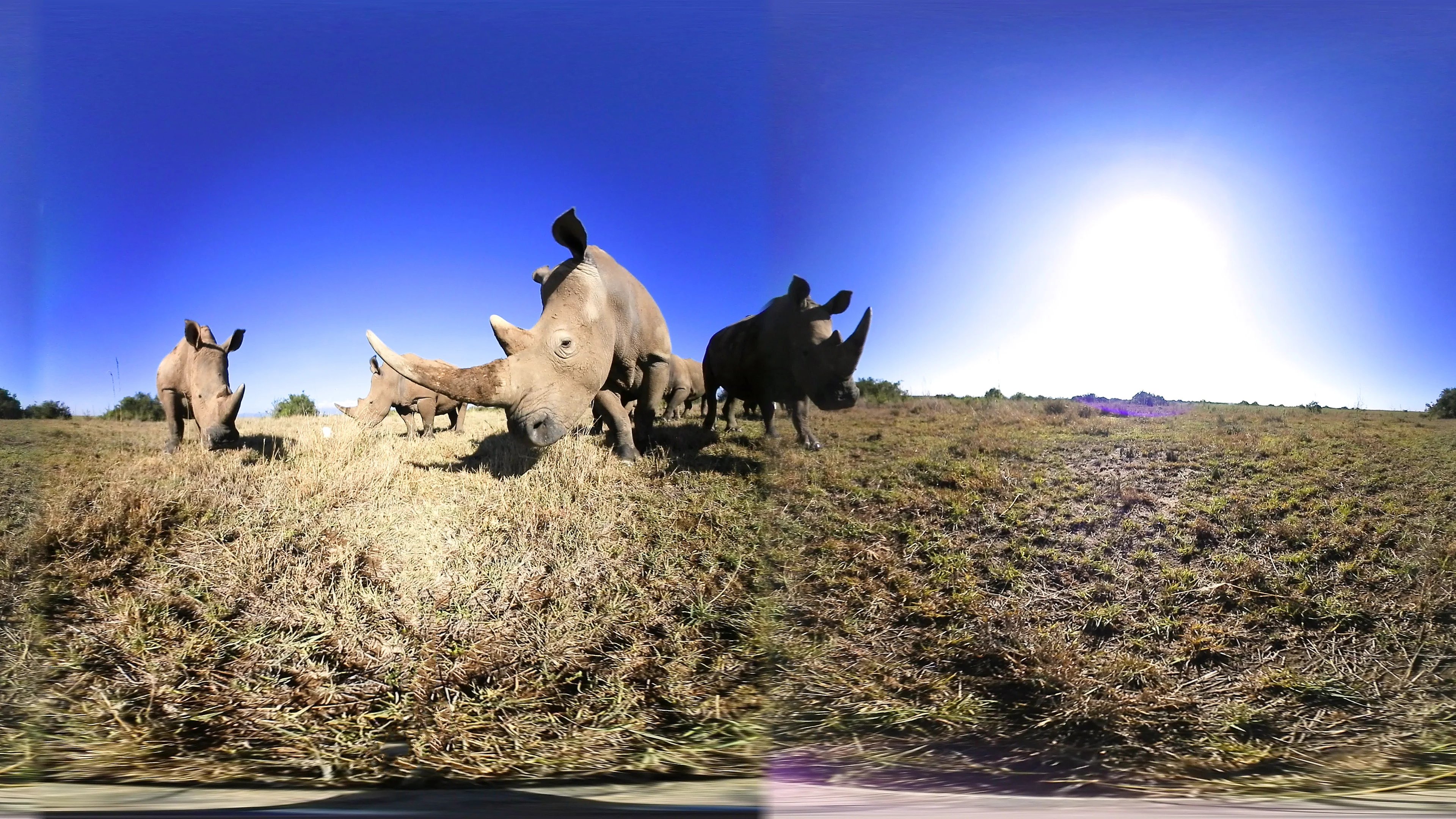Rhino 4K VR 360 Video in Wildlife Channel on Vimeo