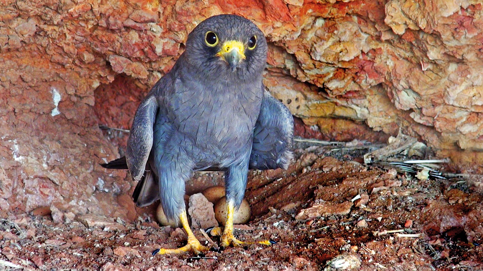 The Migrant - Sooty Falcons in Oman - Trailer on Vimeo