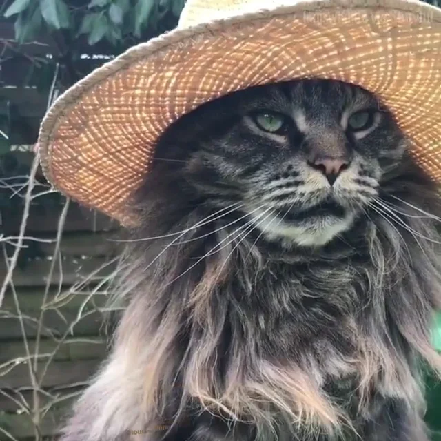 Catalicious on Vimeo