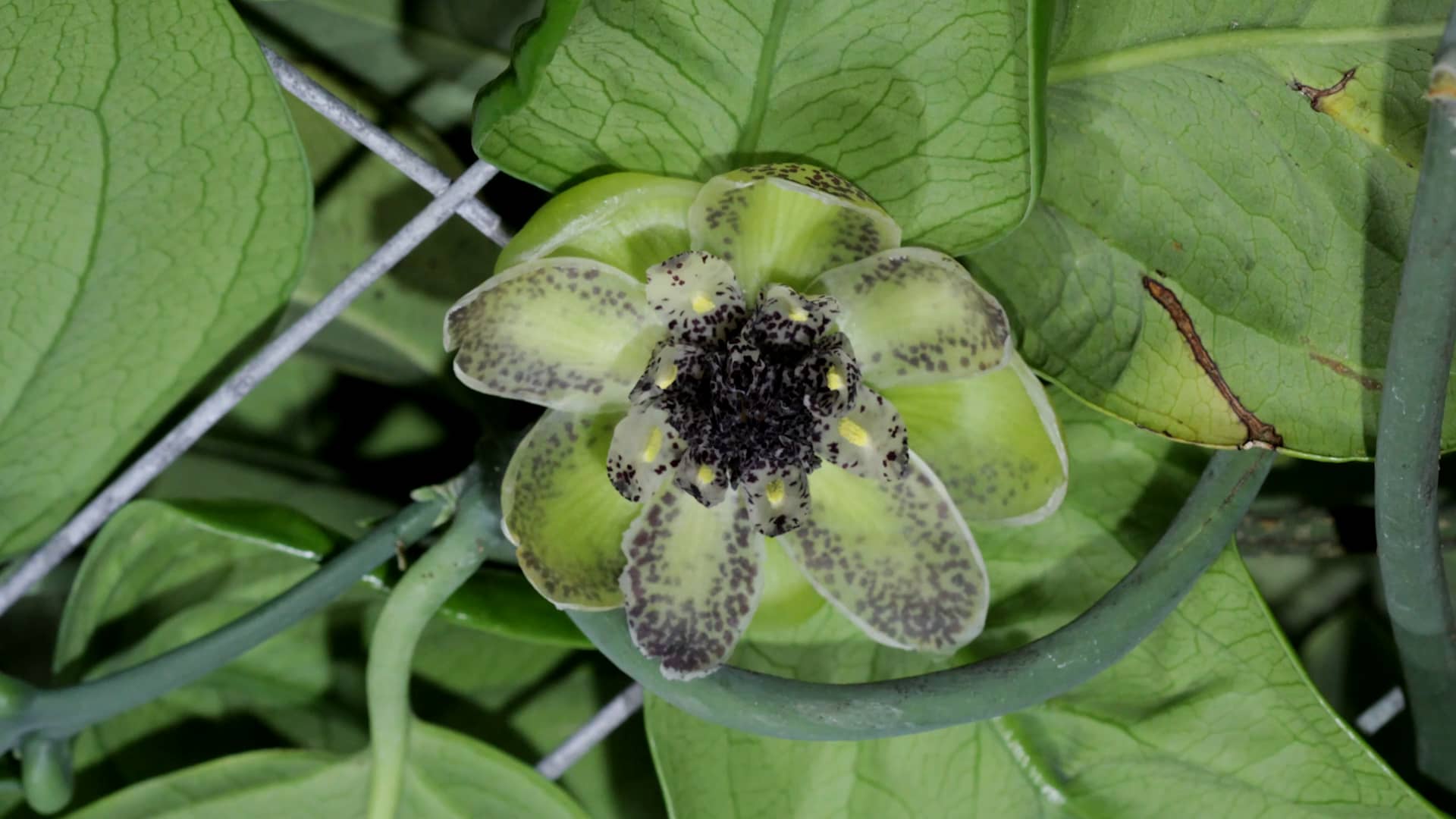 Austrobaileya scandens Flowering Time Lapse 2 on Vimeo