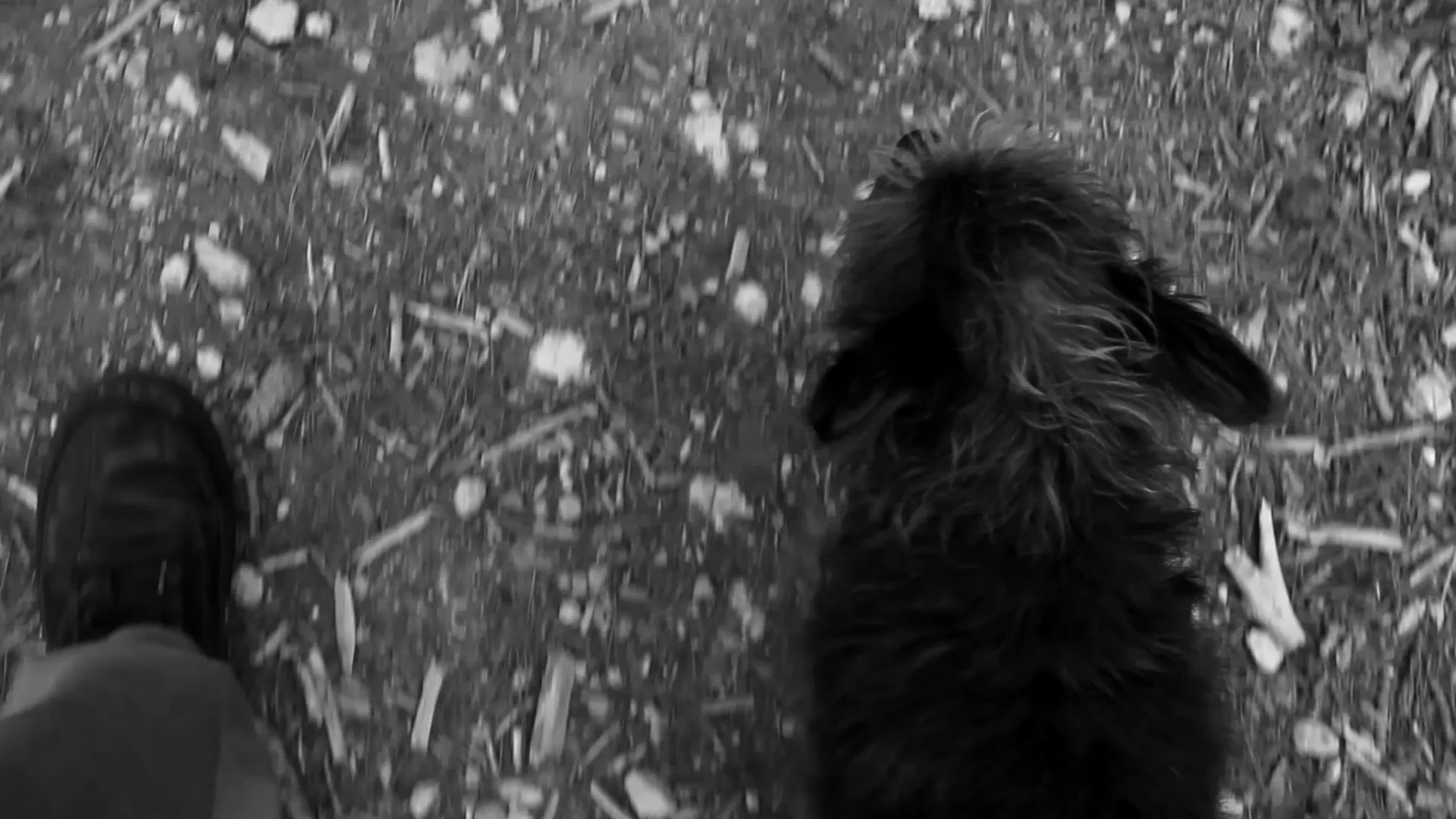 EL LENTO CAMINAR DE LAS ORUGAS on Vimeo