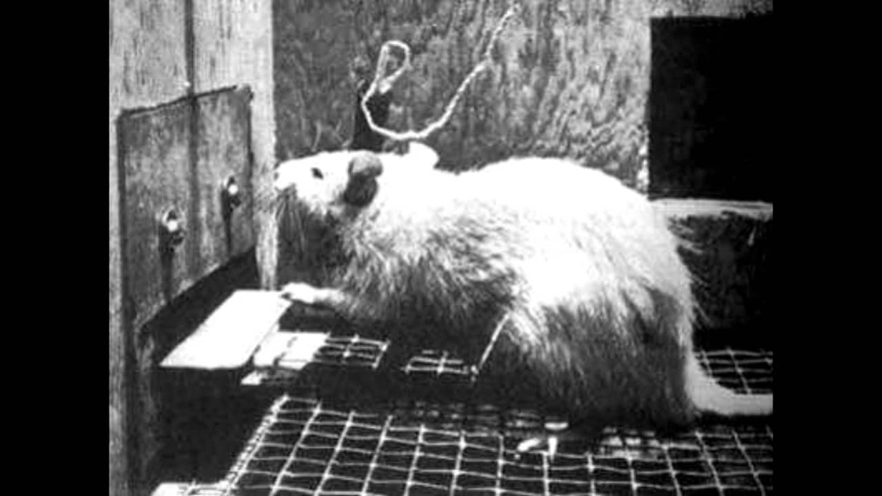 Ratas adictas al smartphone: el inquietante experimento de Olds y ...