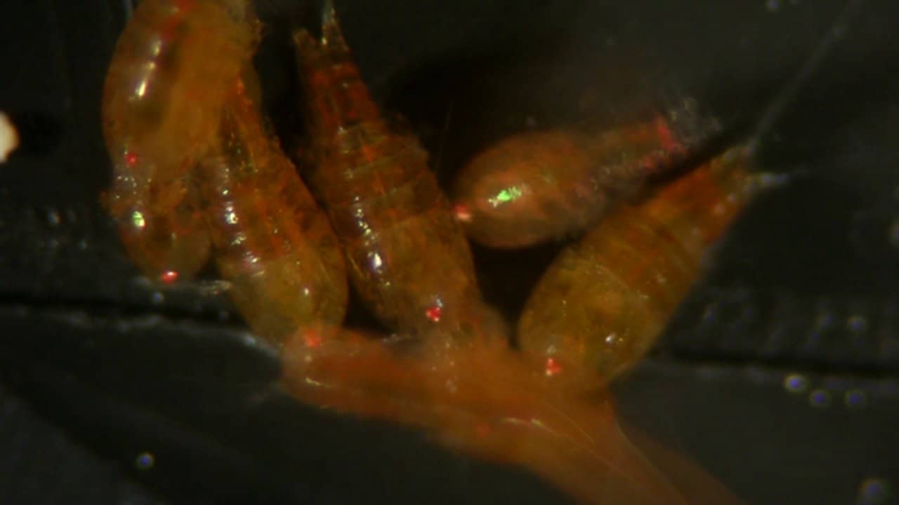 Tiger Pods in action! on Vimeo