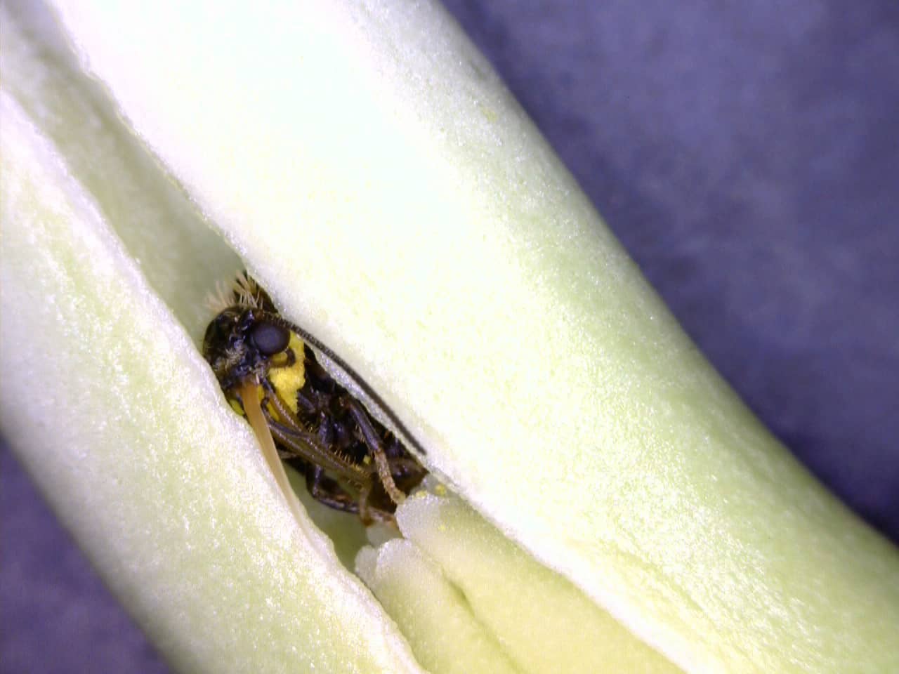 Yucca moth pollination on Vimeo