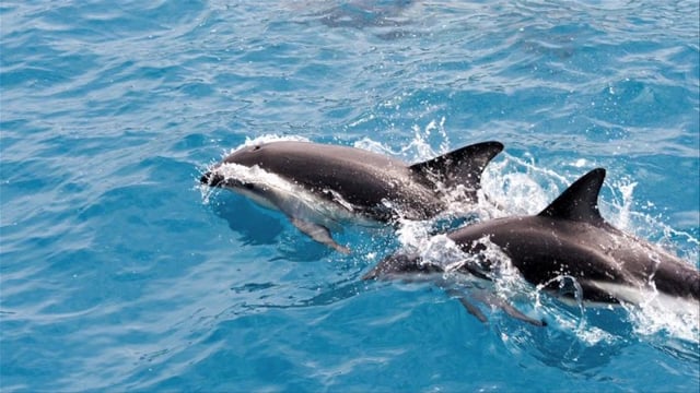 Dolphins — Science Learning Hub