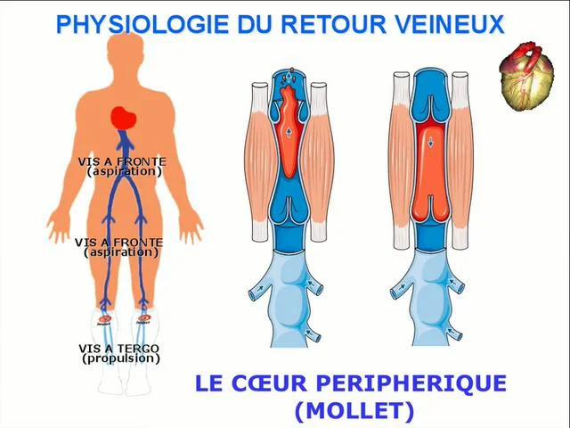 Nouvelles acquisitions sur la contention/compression des membres inférieurs