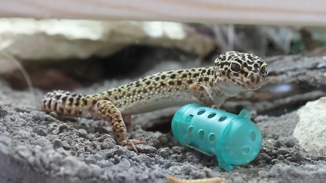 Leopard Gecko Enrichment on Vimeo