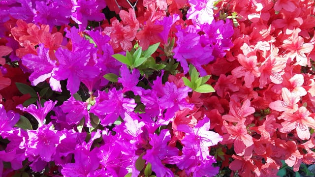 Azalea April Pink Flower Red - Free video on Pixabay