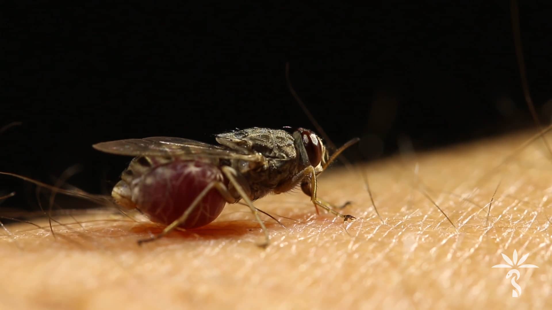 Tsetse fly taking blood meal on Vimeo