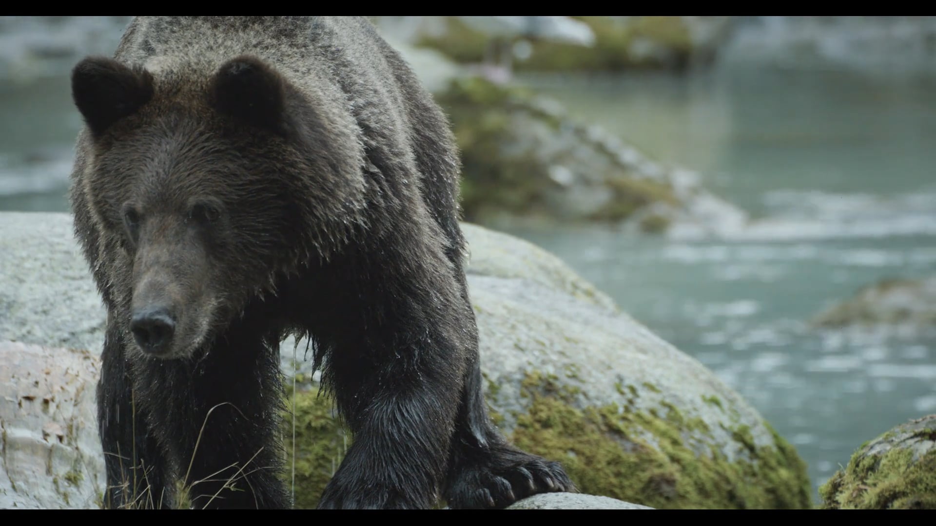 Brown Bears on Vimeo
