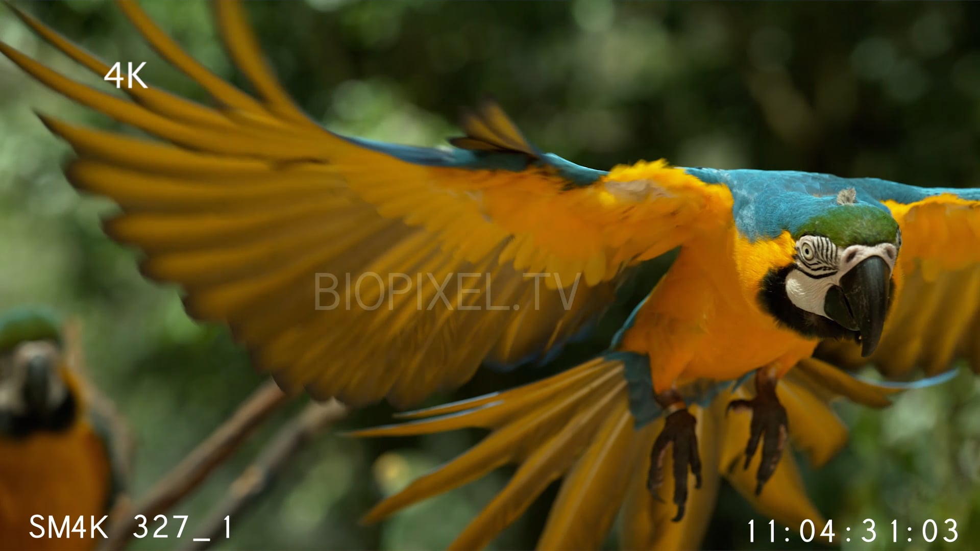 Birds Parrots - Macaw flying 4K slow motion 500 frames per second on Vimeo