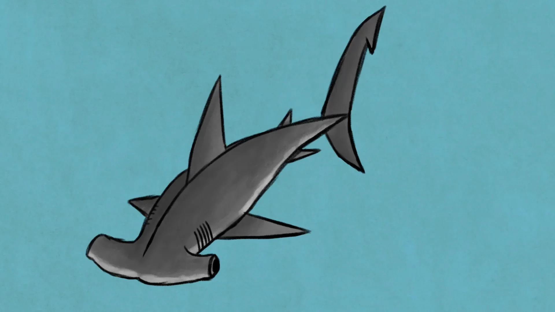 Hammerhead Shark Magic Moment on Vimeo
