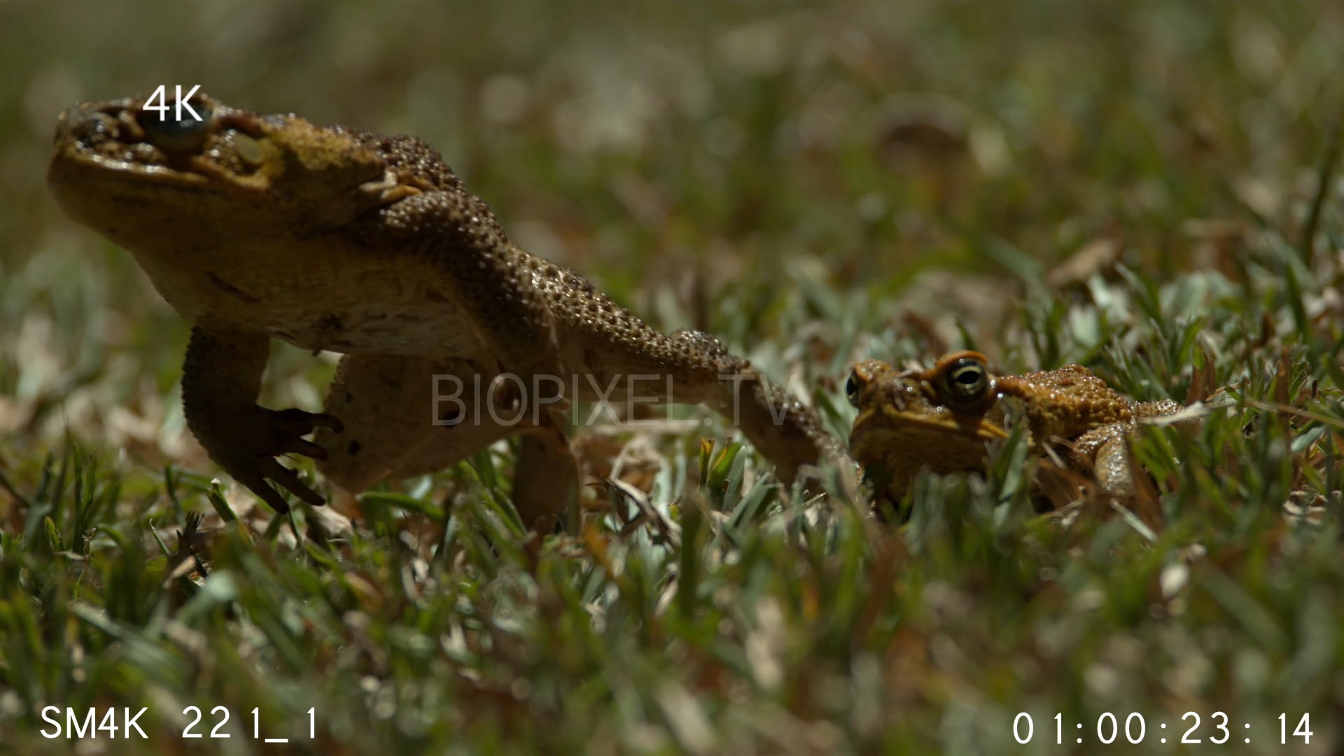 Invasive Species - Cane toad 4K slow motion 1000 frames per second on Vimeo