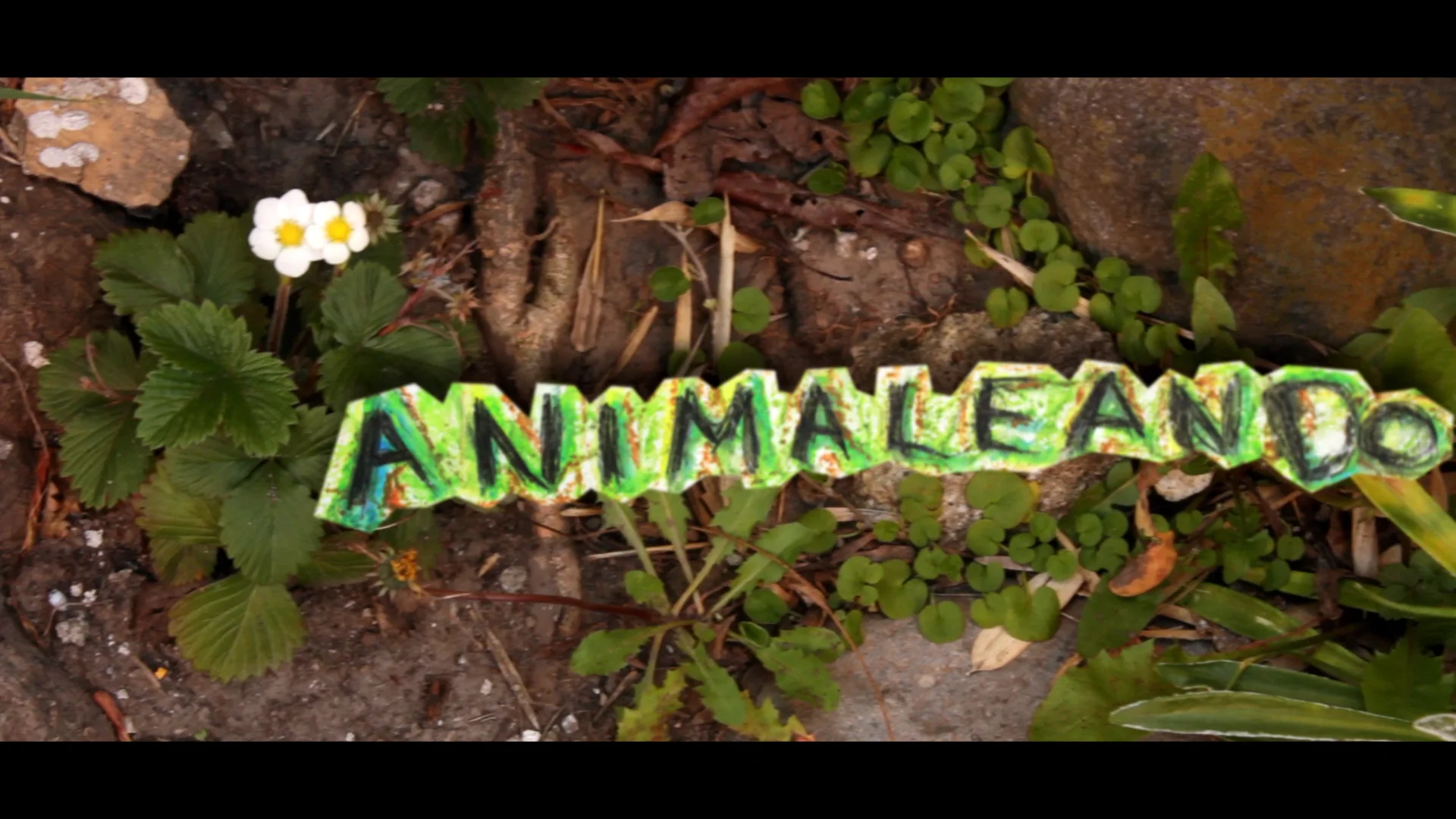 Animaleando on Vimeo