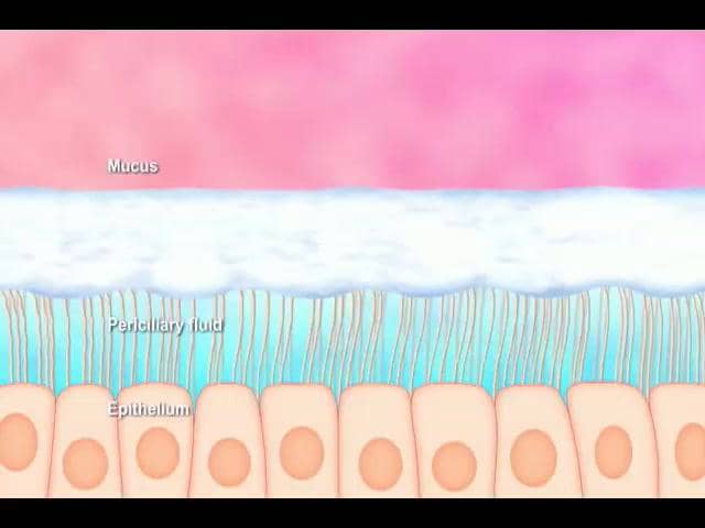 Impairment of Mucociliary Clearance - Animation on Vimeo