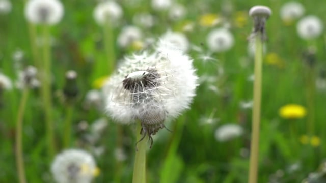 Slow Motion Dandelion Close Up Free Stock Video - Pixabay