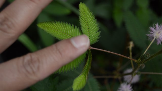 Botany Videos: Download 417+ Free 4K & HD Stock Footage Clips - Pixabay