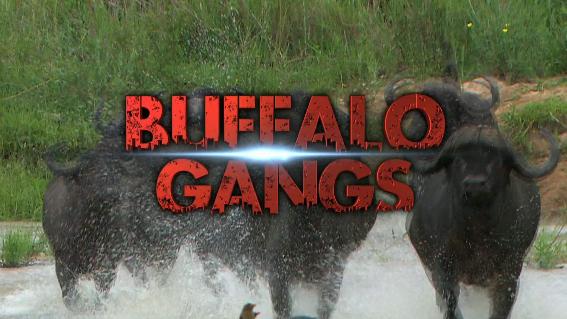 Watch Gangland Killers - Buffalo Gangs Online | Vimeo On Demand on Vimeo