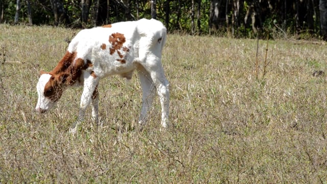 300+ Video, Klip HD & 4K Sapi & Padang Rumput Gratis - Pixabay