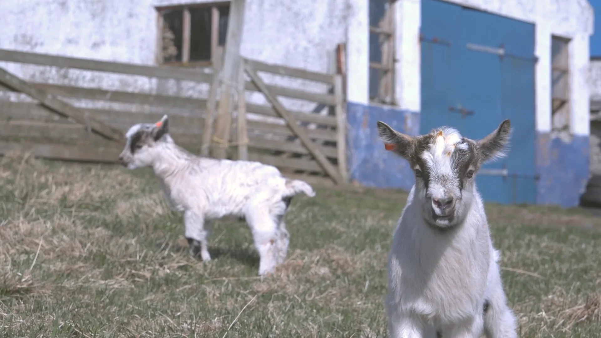 A visit to Háafell goat farm in Iceland on Vimeo