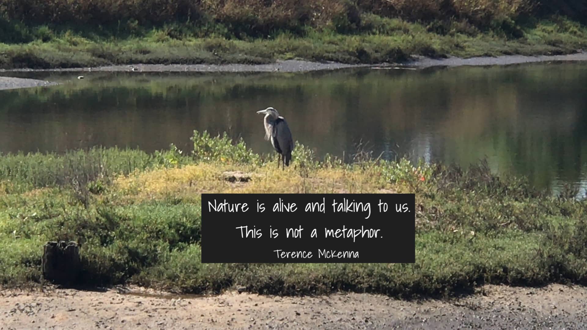 Nature is alive and talking to us. This is not a metaphor. Terence ...
