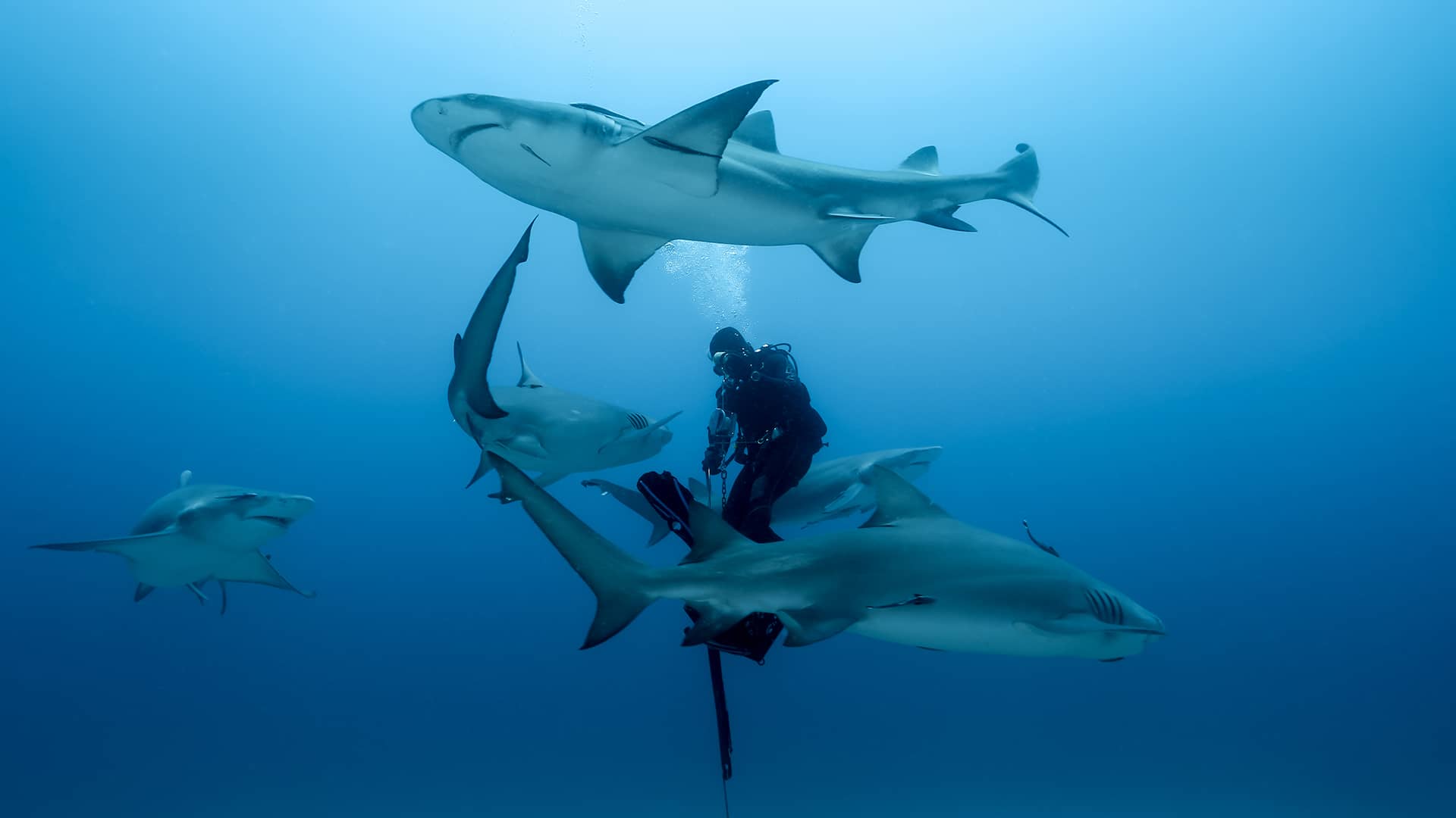 SHARK DIVE on Vimeo