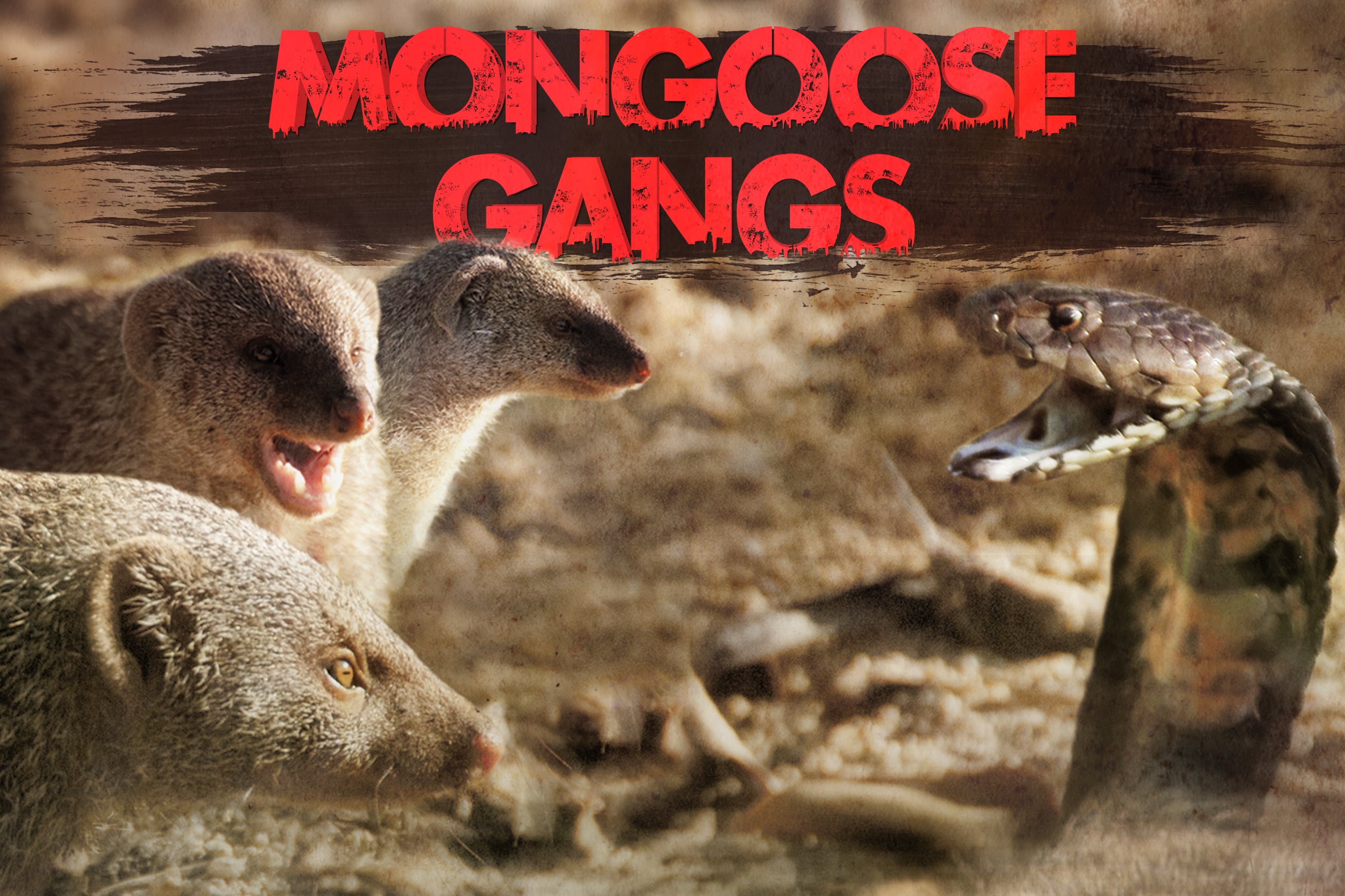 Watch Gangland Killers - Mongoose Gangs Online | Vimeo On Demand on Vimeo