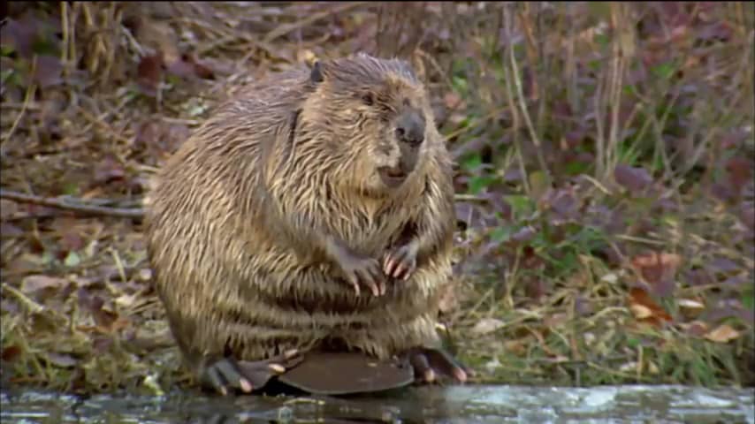 Hardworking Builders - Leave It to Beavers - PBS (2014) on Vimeo