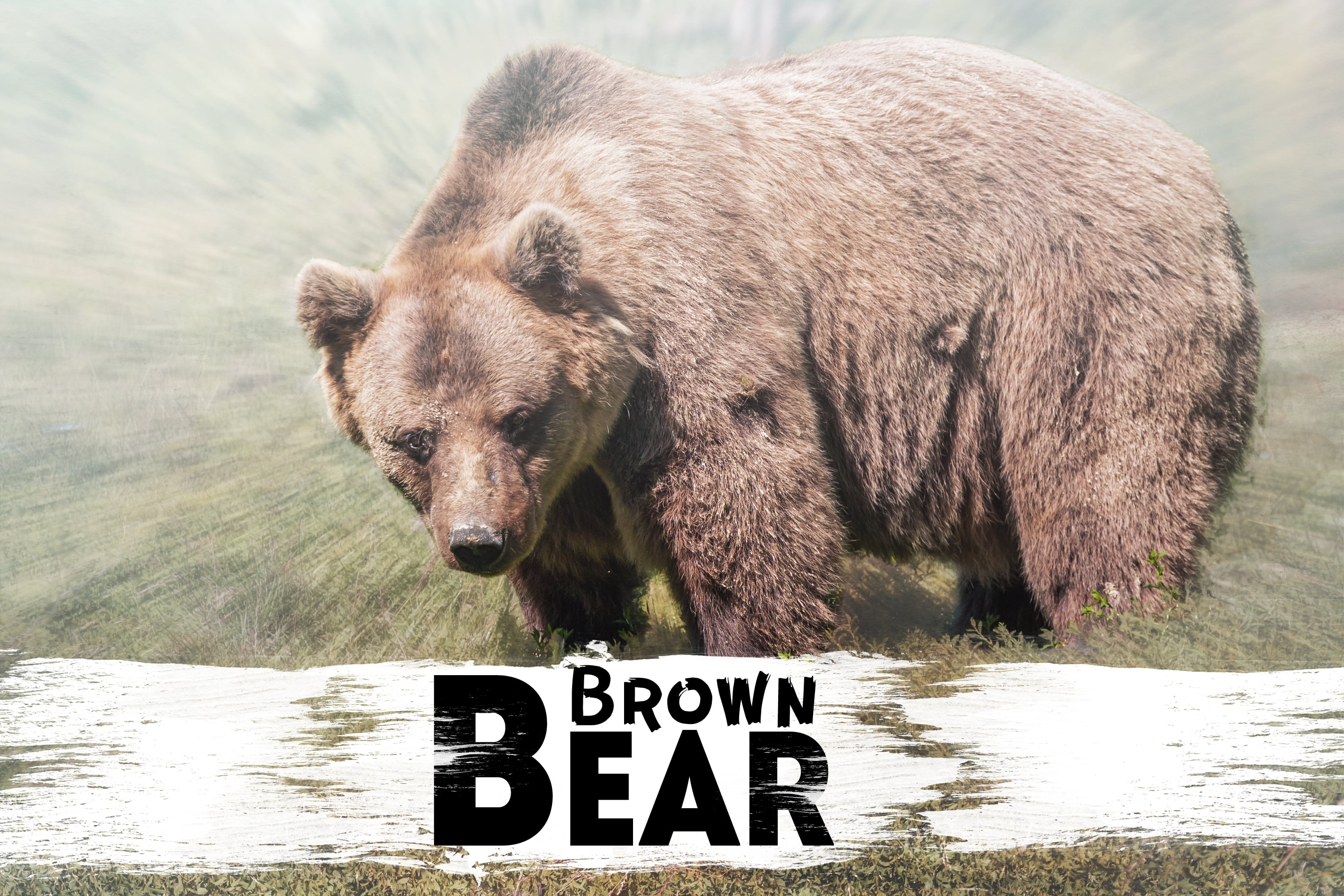 Watch Brown Bear Online | Vimeo On Demand on Vimeo