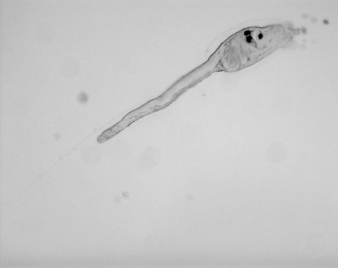 Phallusia mammillata metamorphosis on Vimeo