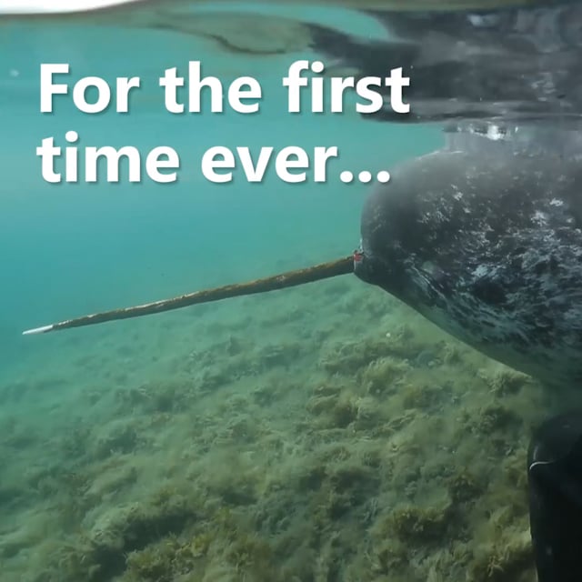 Narwhals Eating Squid